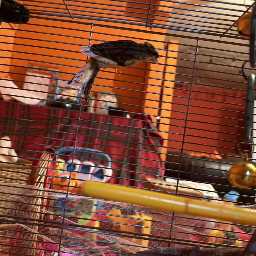 Кенар в добрые руки