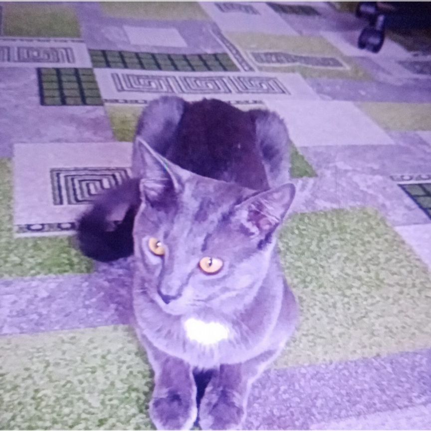 Ищю котика