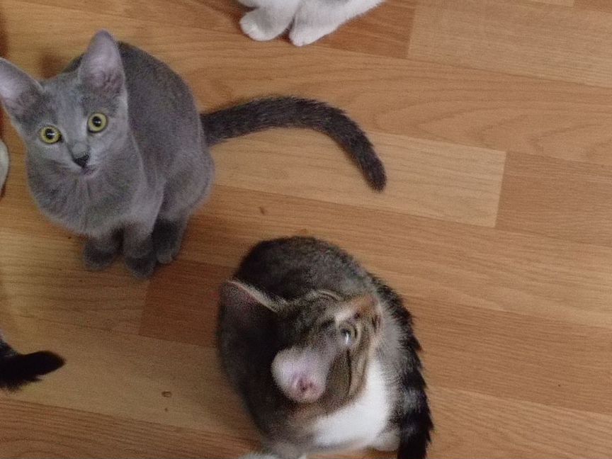 Котята