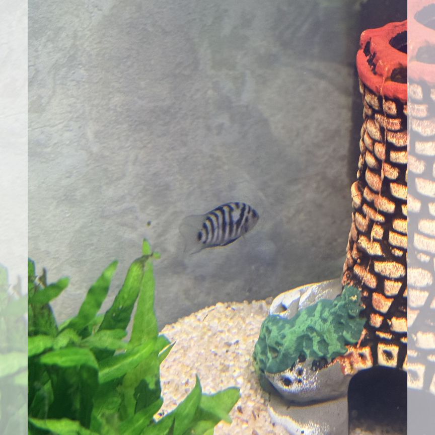 Рыбки цихлиды