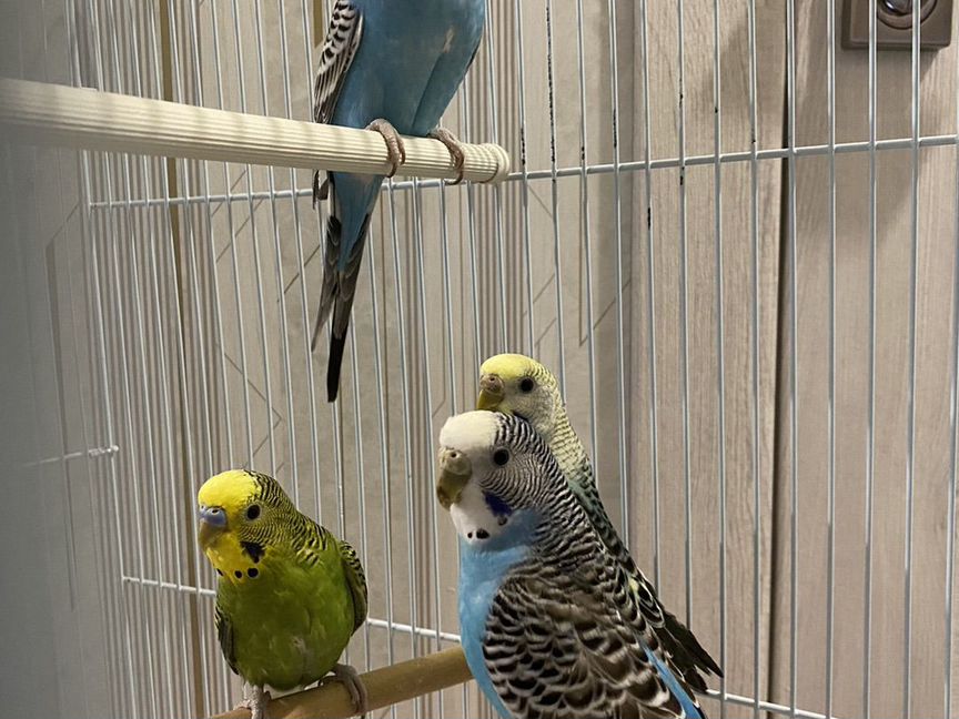 Волнистые попугаи