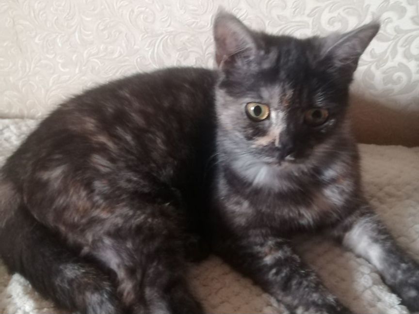 Кошечка в добрые руки