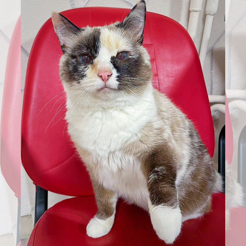 Кошечка в добрые ручки