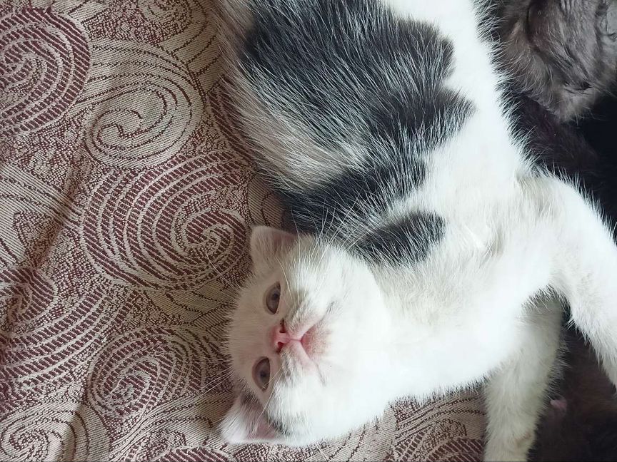 Котенок мальчик серенький