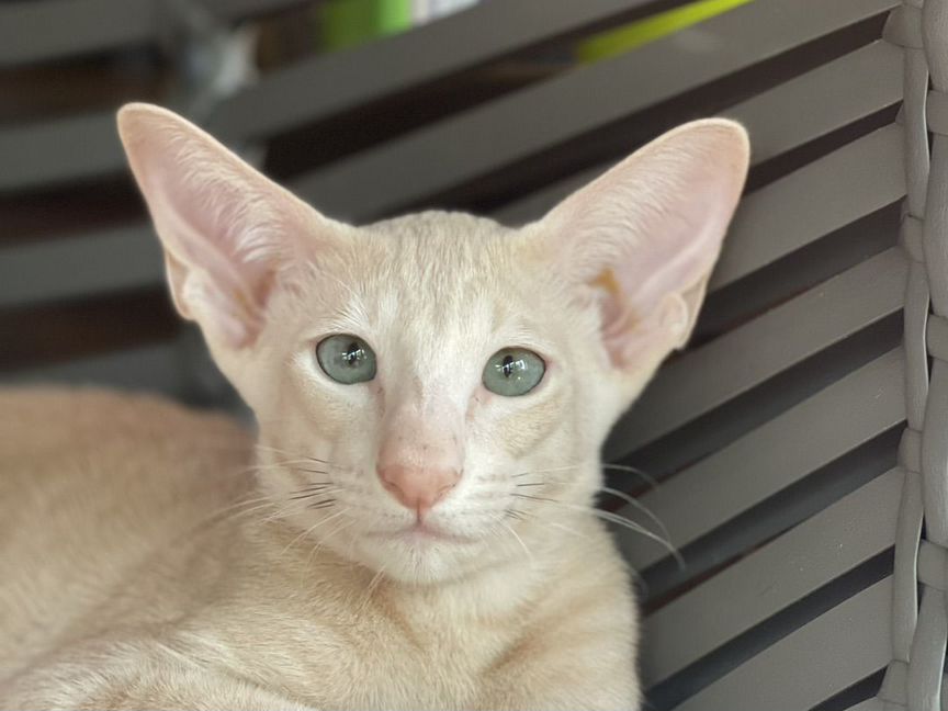 Ориентальные котята