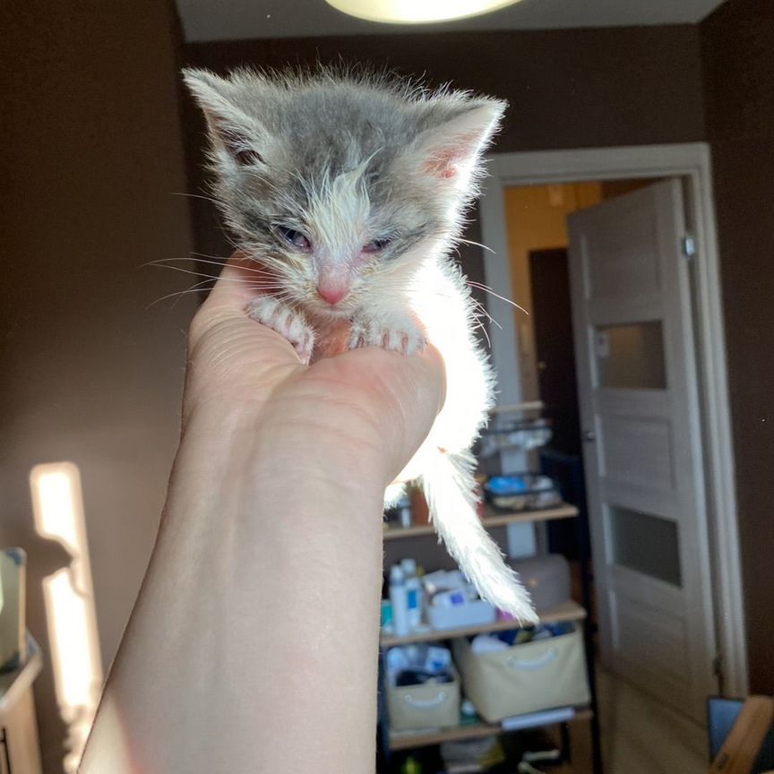 Котенок в добрые руки