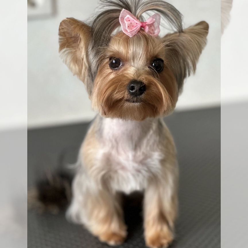 Йоркширский терьер, щенок