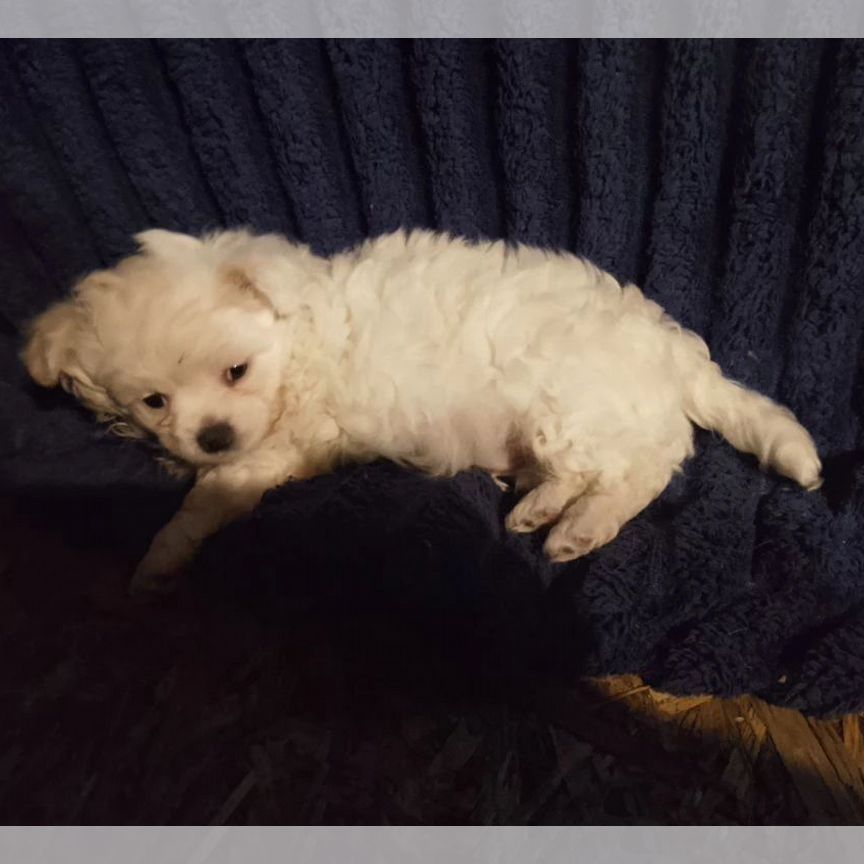 Чихуахуа, щенок