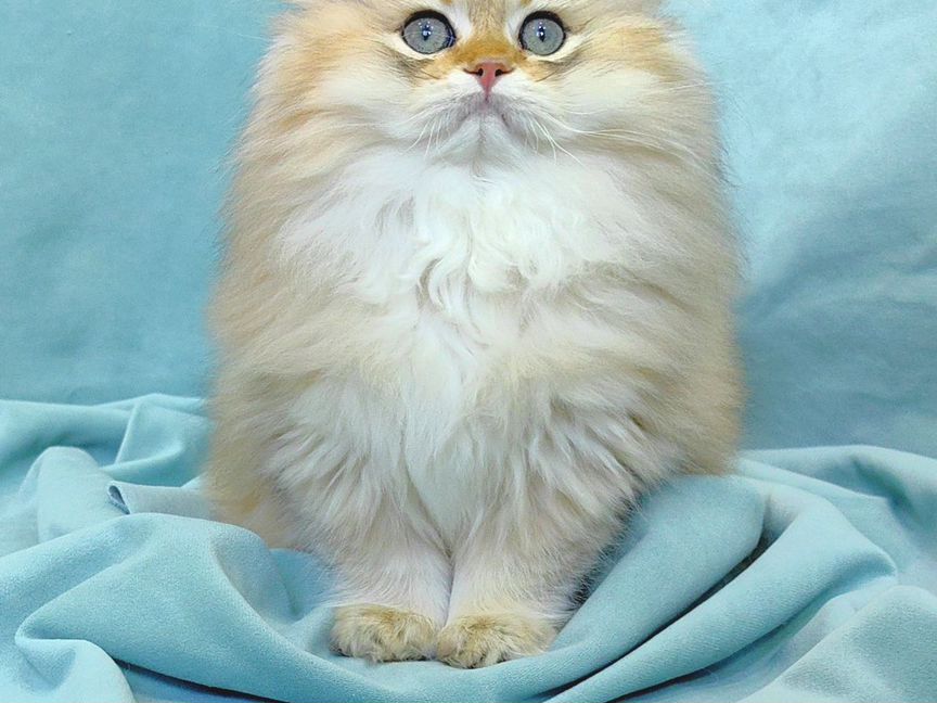 Золотые британские котята
