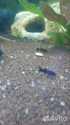 Молинезии мальки, отдам