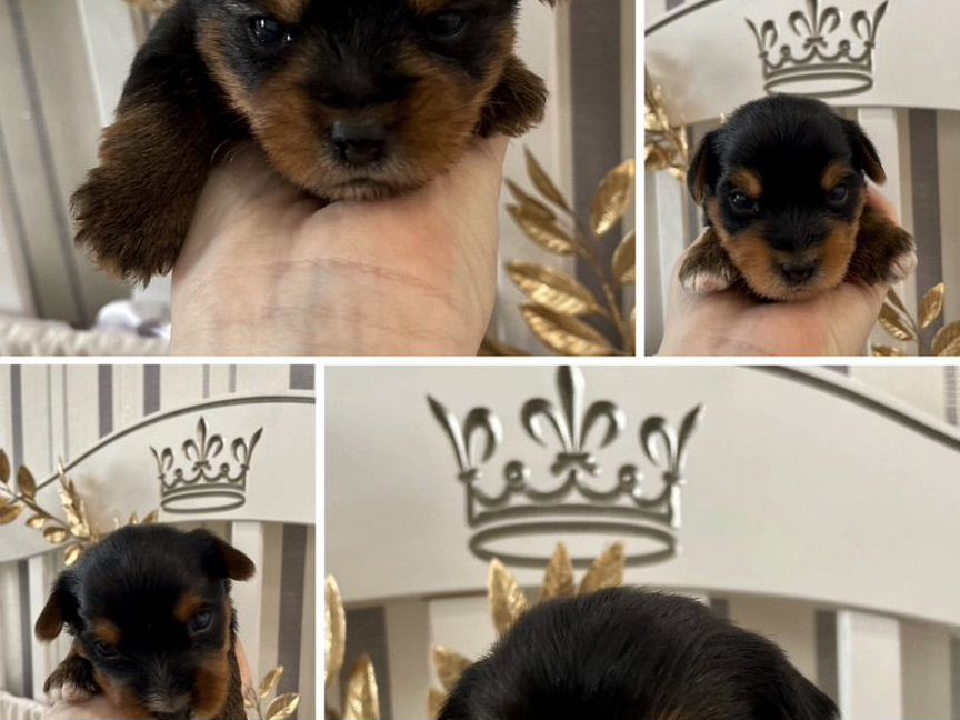 Йоркширский терьер