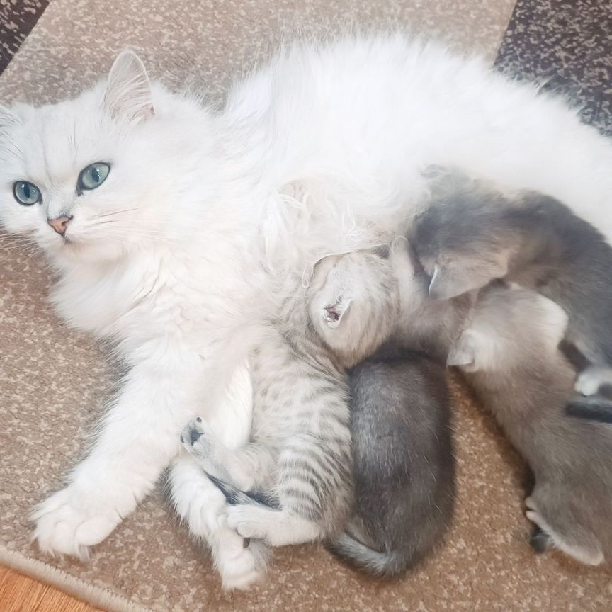 Британские котята шиншилла