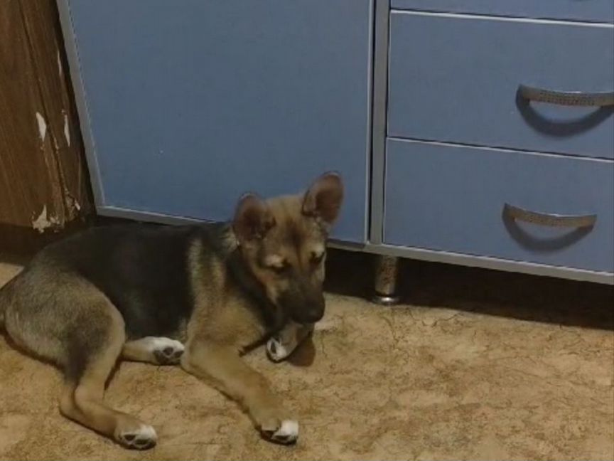 Восточноевропейская овчарка