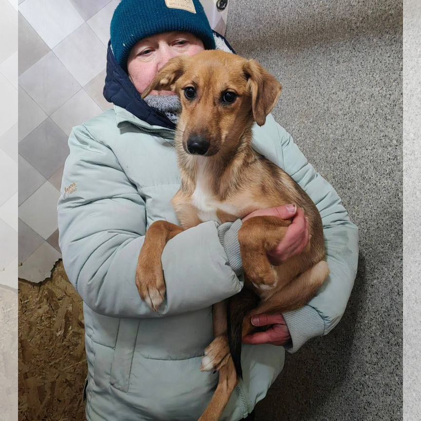 Щенок в добрые руки