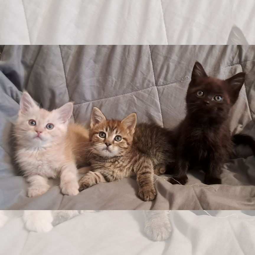 Шотландский вислоухий короткошёрстный котёнок