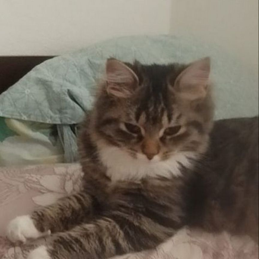 Отдам в добрые руки кошку