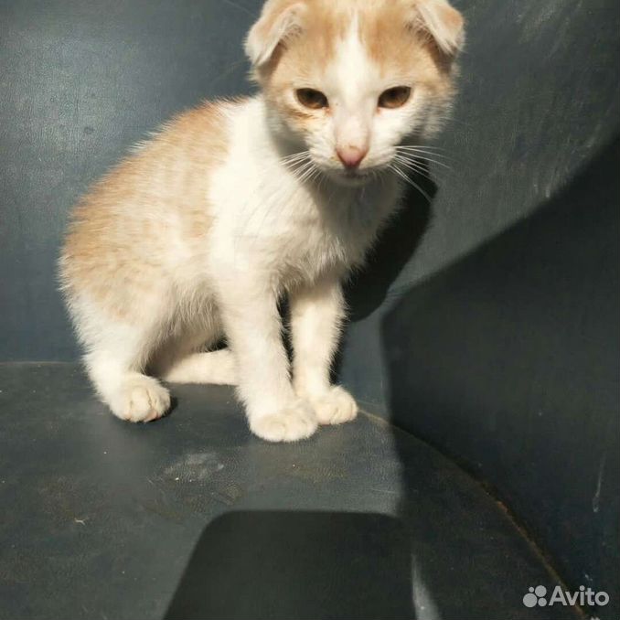 Котик 3 мес мама Шотландская вислоухая