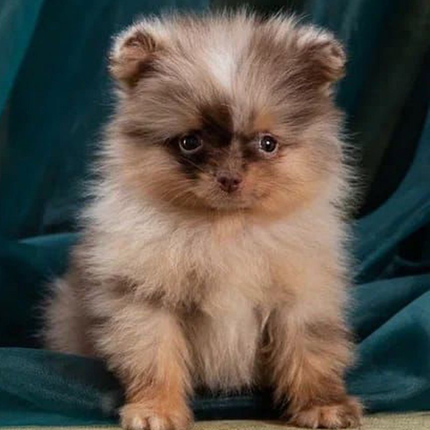 Мини шпиц микробик