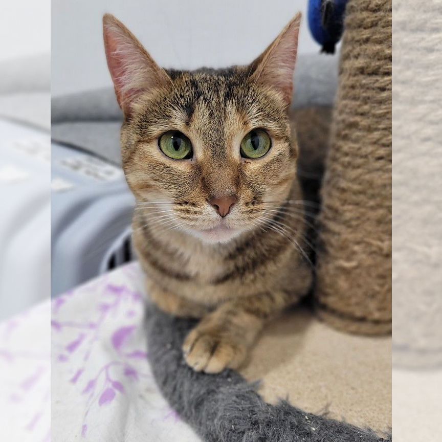 Взрослая, кошка в добрые руки