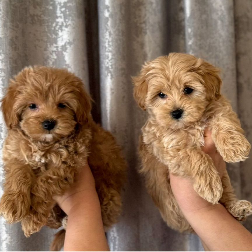 Мальтипу, щенок