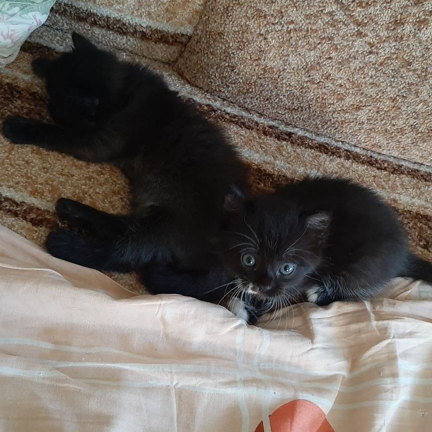 Котята в добрые руки. Ждут своих хозяев