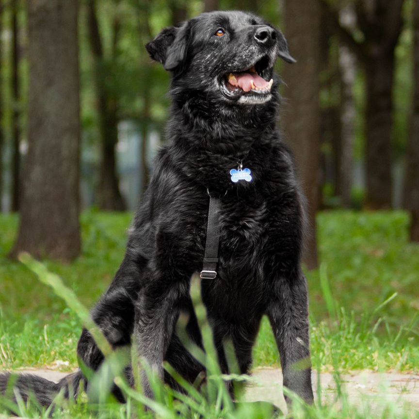 Взрослый пёс в добрые руки