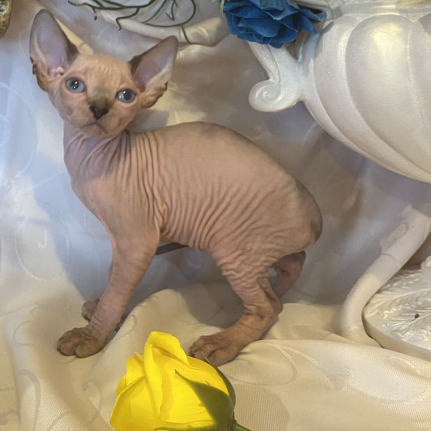 Канадский сфинкс котёнок