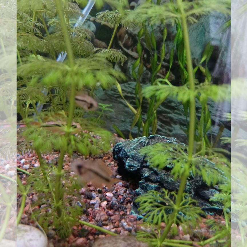 Аквариумные рыбки цихлиды