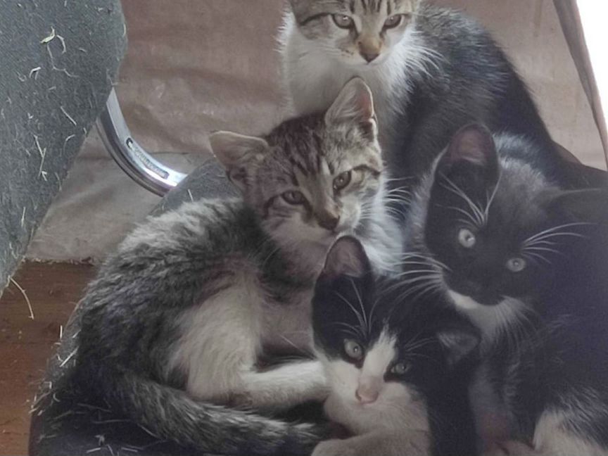 Кошки бесплатно