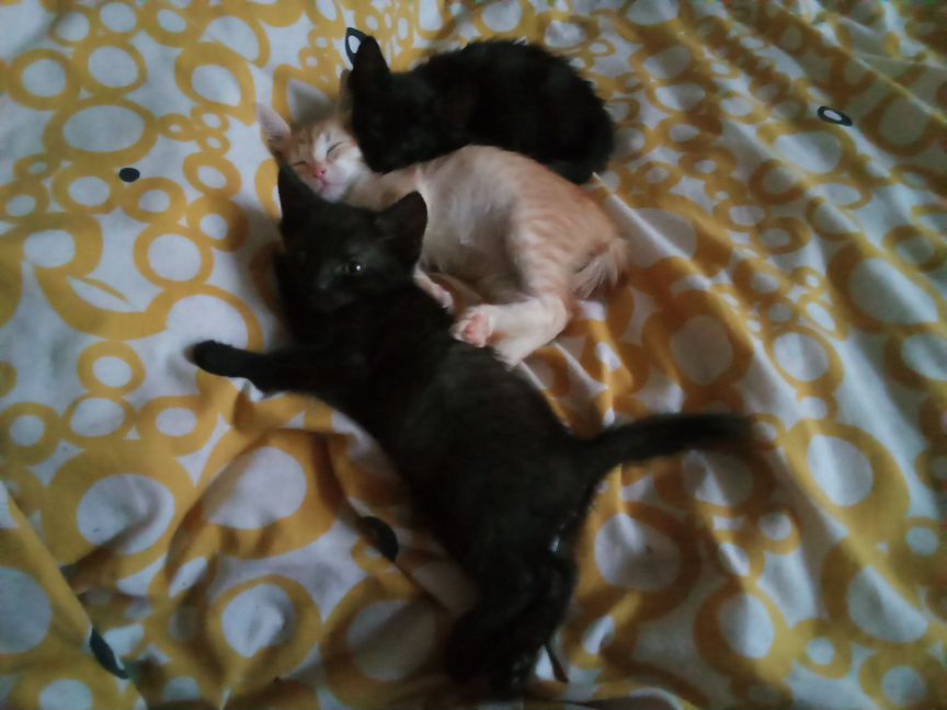 Котята в добрые руки бесплатно