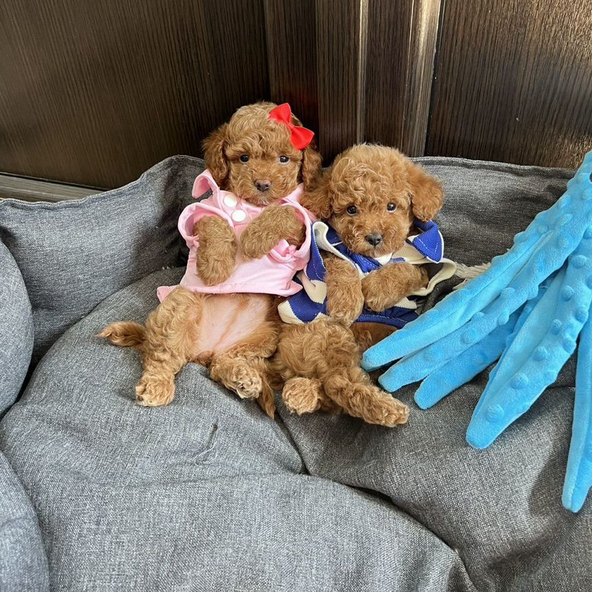 Щенки той-пуделя mini