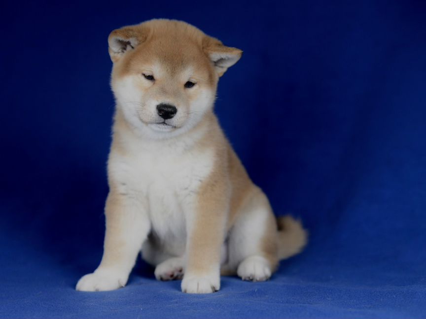 Малыш Сиба (Shiba)