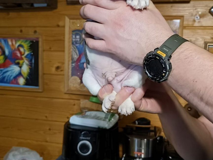 Французский бульдог мальчик, белоголубой