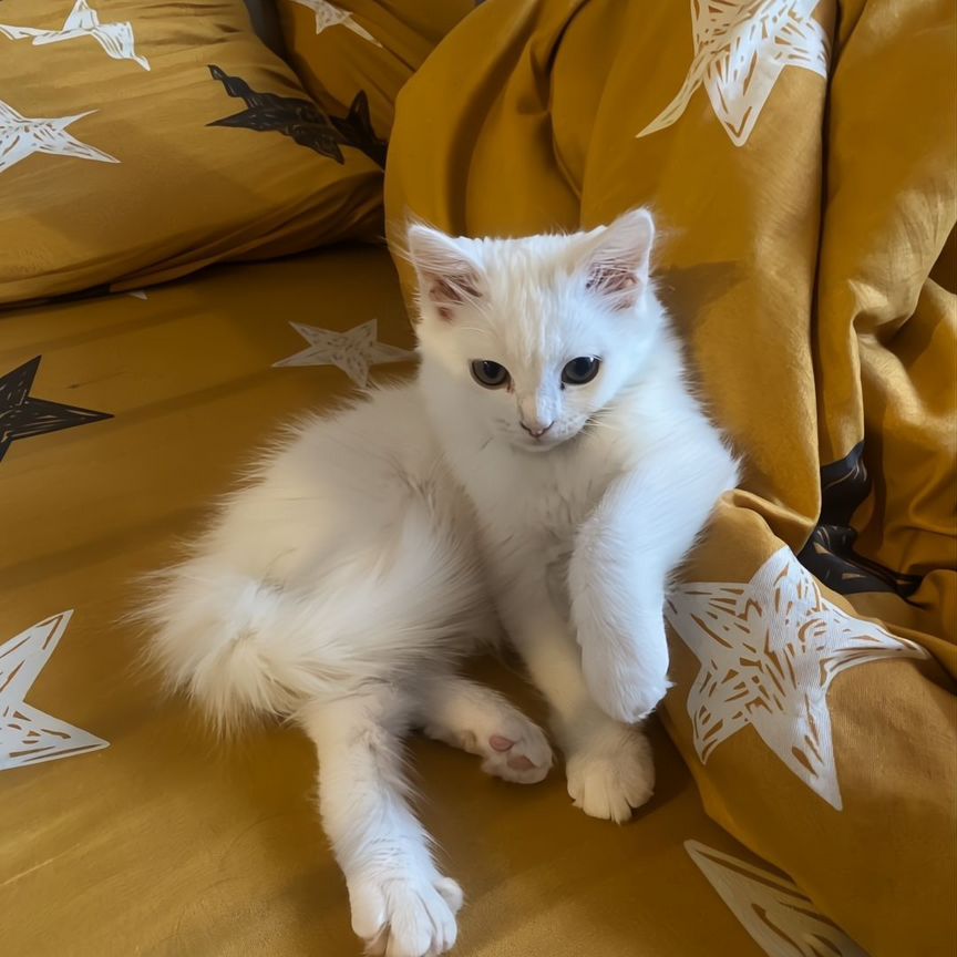 Котёнок в добрые руки