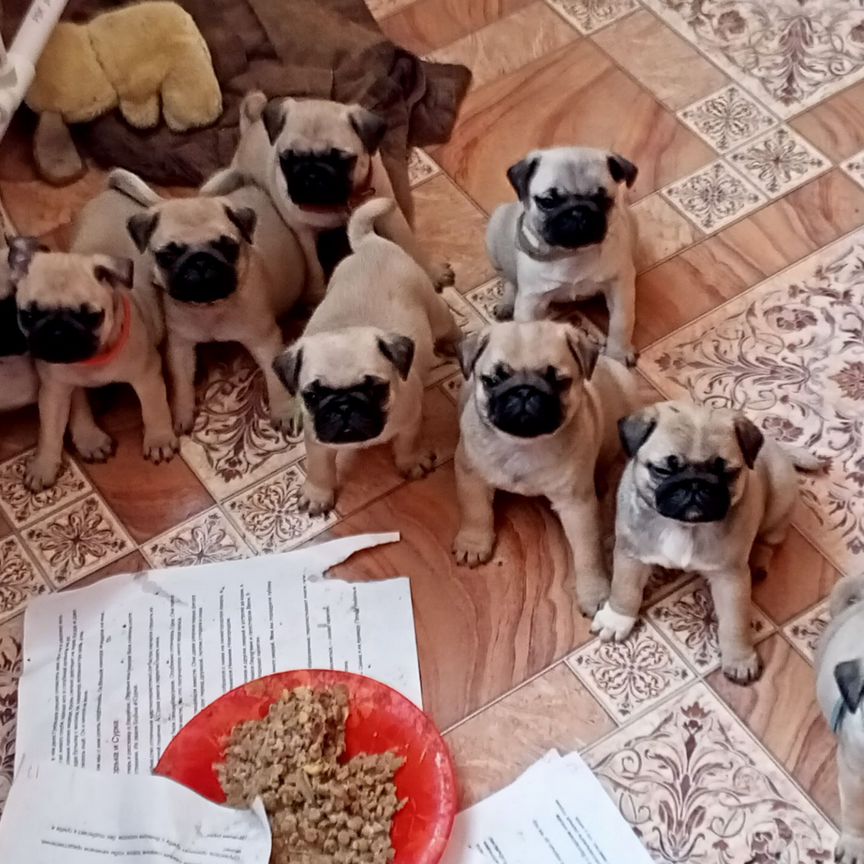 Мопс, щенок