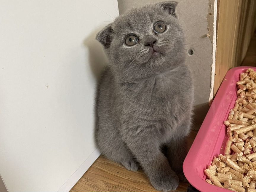 Пушистая красавица