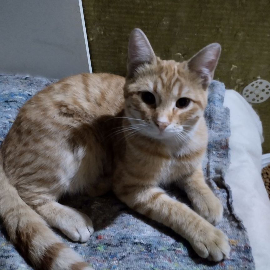 Кот в добрые руки