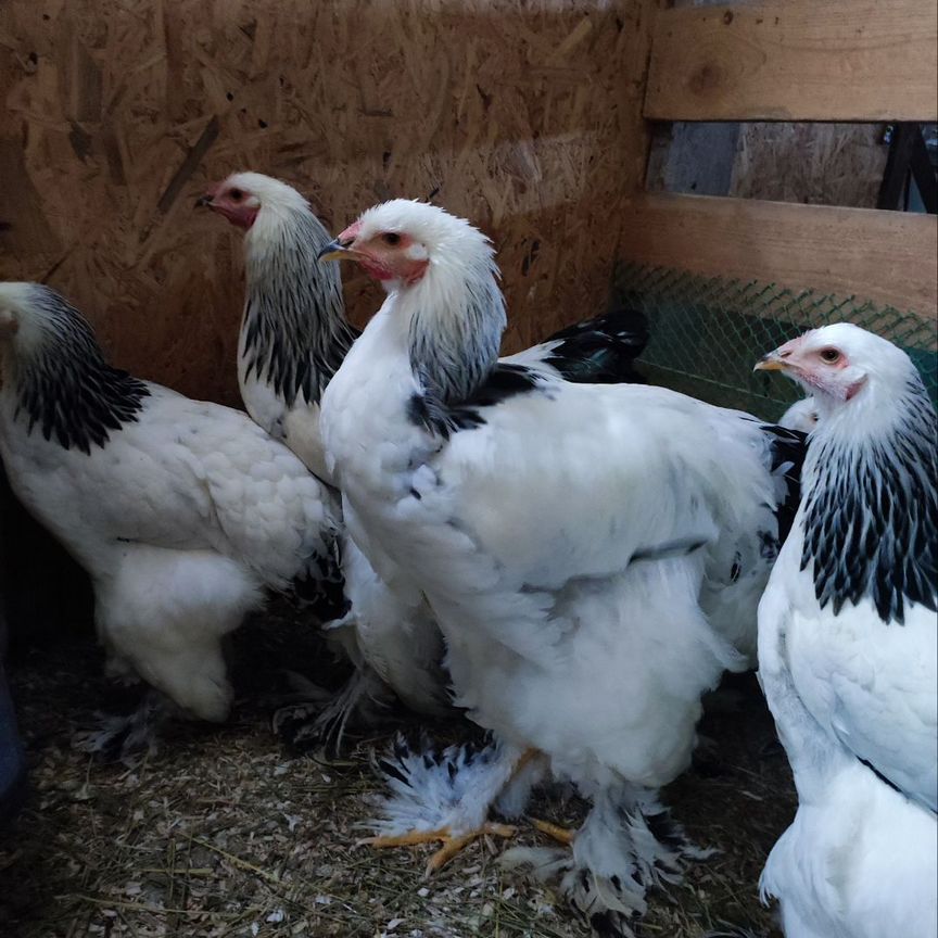 Петухи породы брама