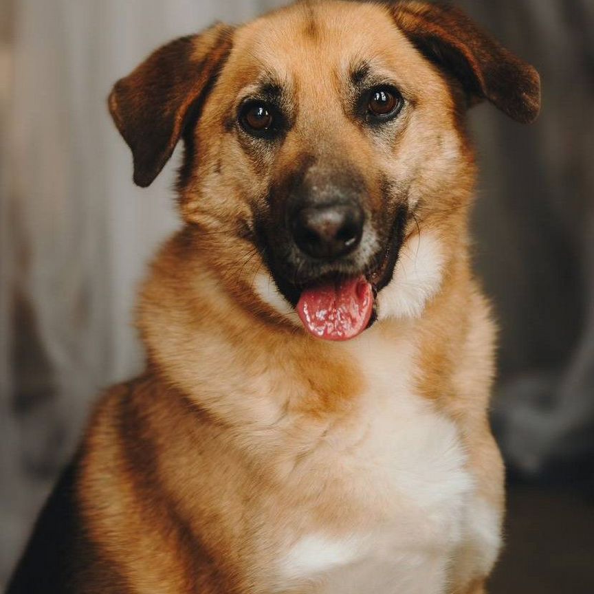 Взрослый пёс в добрые руки