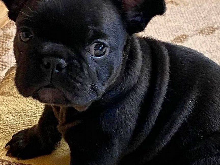 Французский бульдог