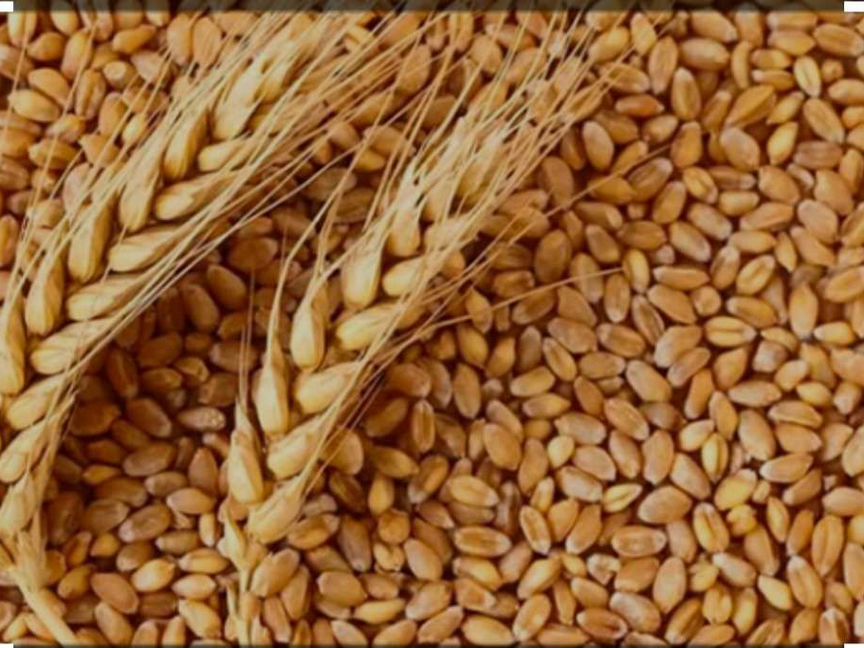 Яровая пшеница