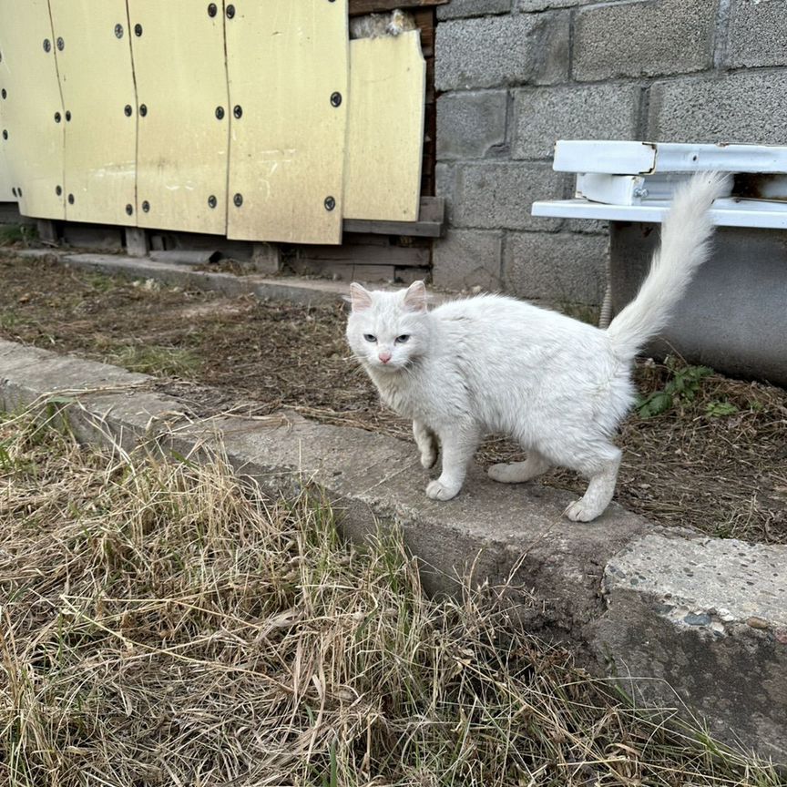Кошечка бесплатно