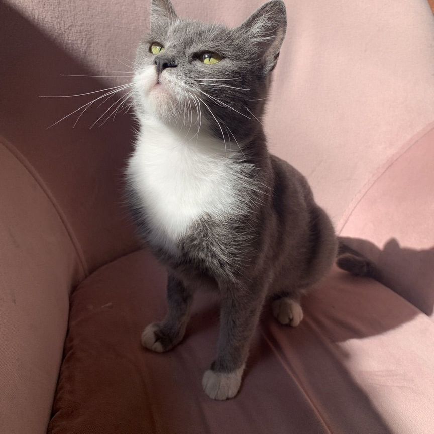 Принцесса аищет дом