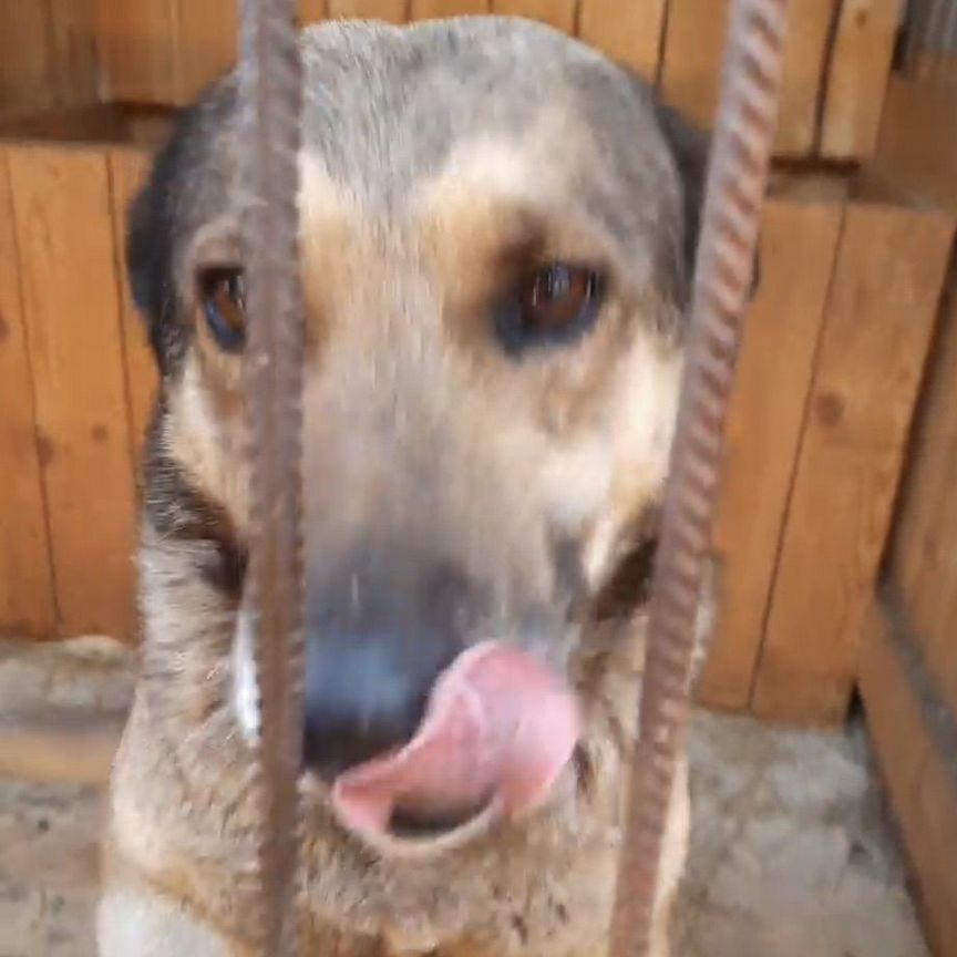 Взрослая собака в добрые руки