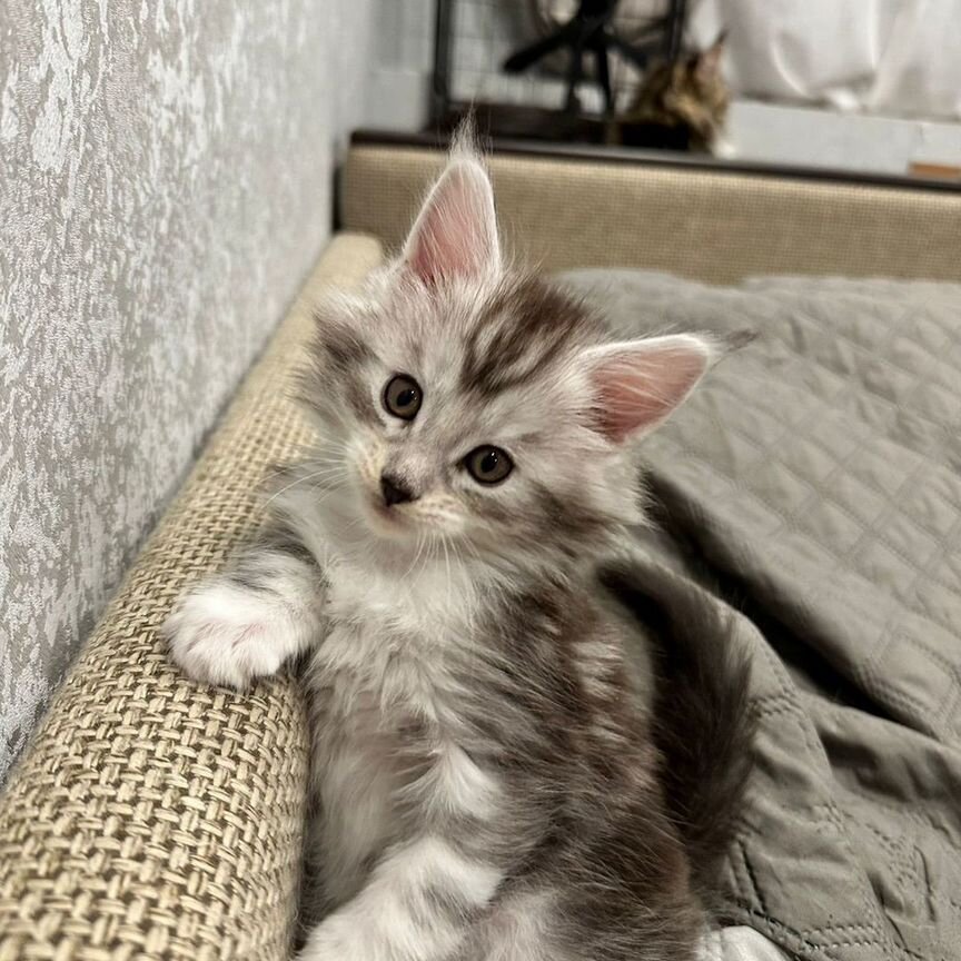 Котята мейн-кун