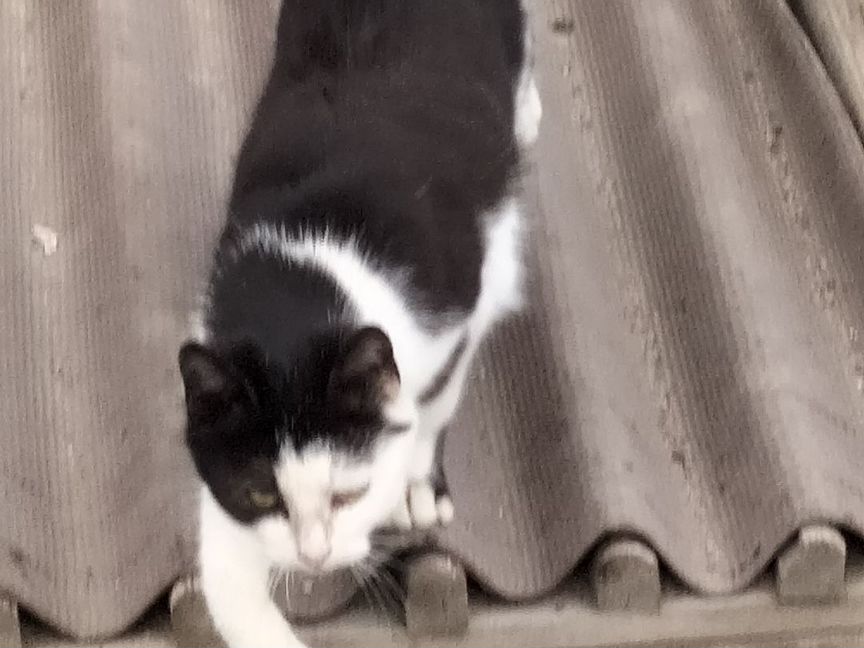 Котята в добрые руки бесплатно