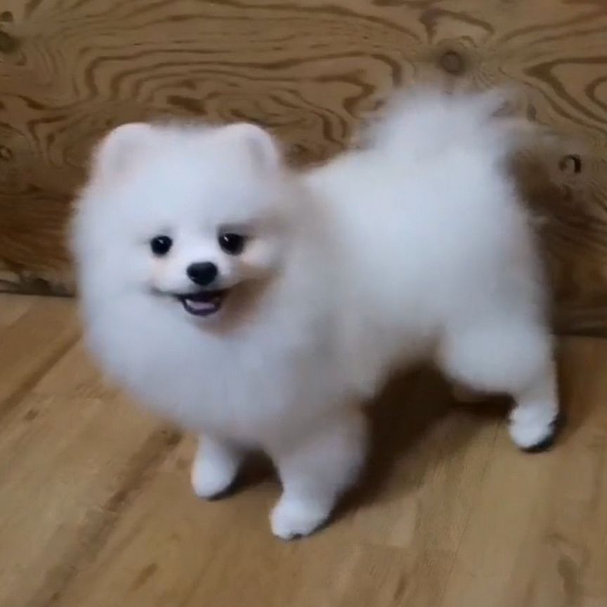 Белый померанский шпиц