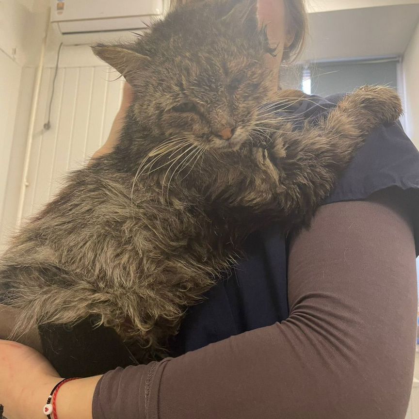 Кот бродяга