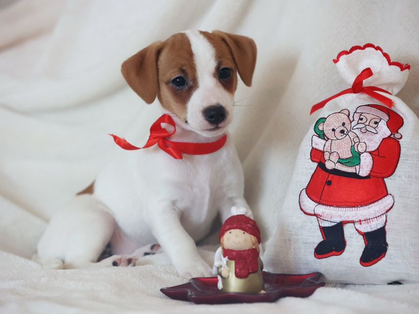 Щенки джек рассел терьер