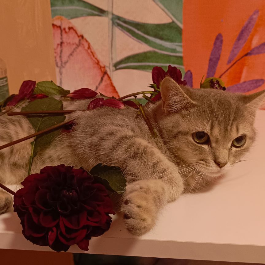 Шотланский котенок страйт